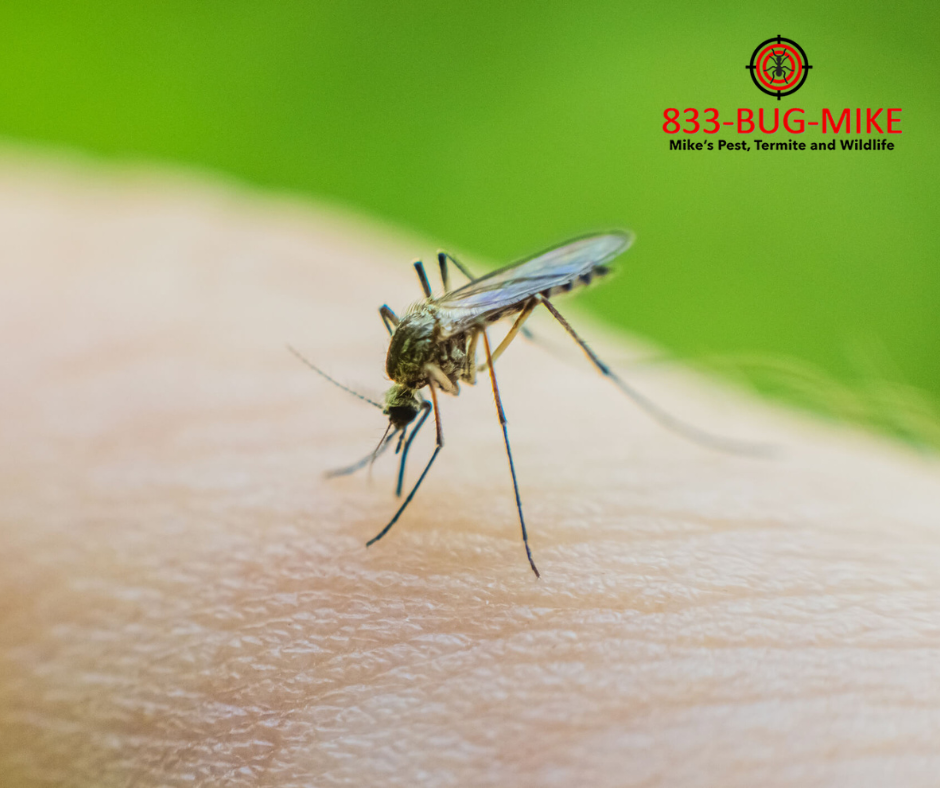 How to Effectively Control Mosquitoes with Mike's Pest Control