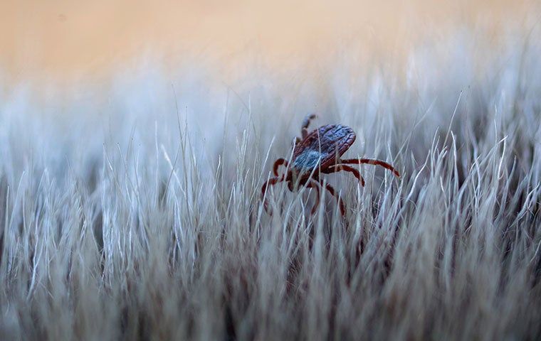 What's The Best Way To Get Rid Of Ticks Around A Property In Waldorf ...